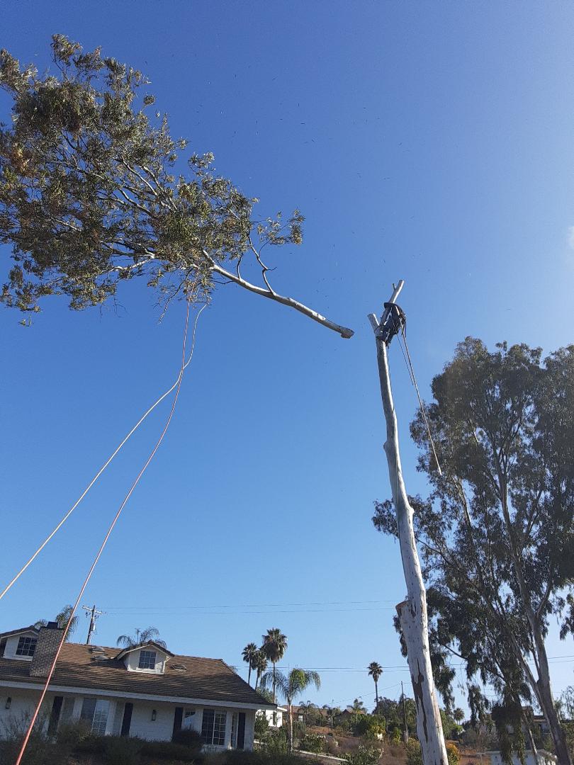 Expert Tree Removal - Andy's Tree Service