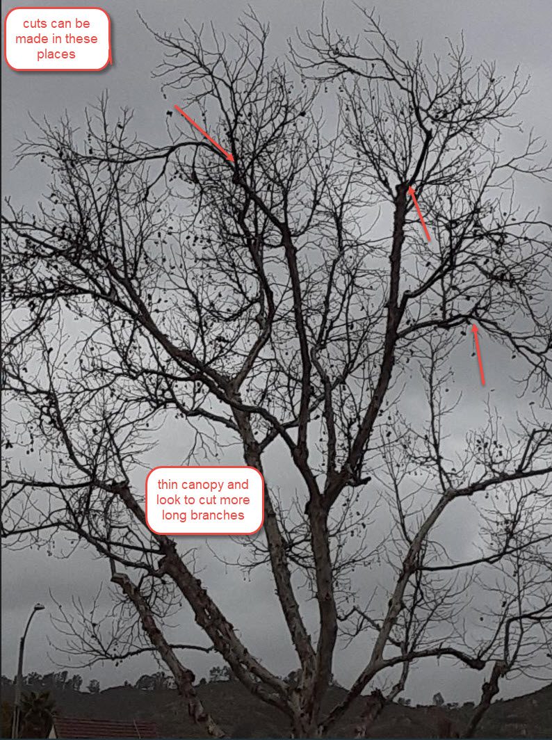 In Winter, We Can Clearly See Examples of Good (and bad) Tree Trimming ...