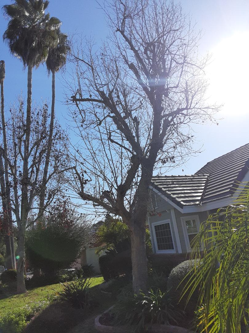 In Winter, We Can Clearly See Examples of Good (and bad) Tree Trimming ...