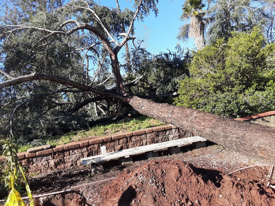 Andy's Tree Service - Best Tree Trimming And Removal Service