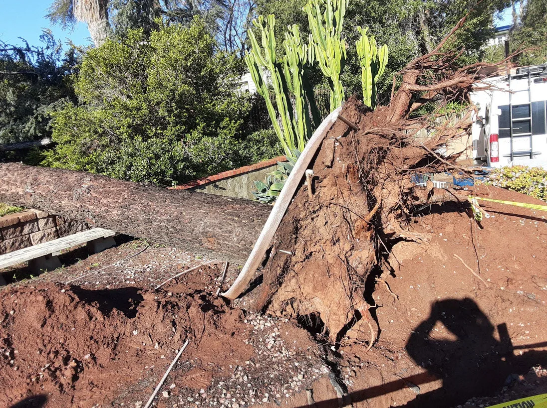 Fallen Trees - Andy's Tree Service