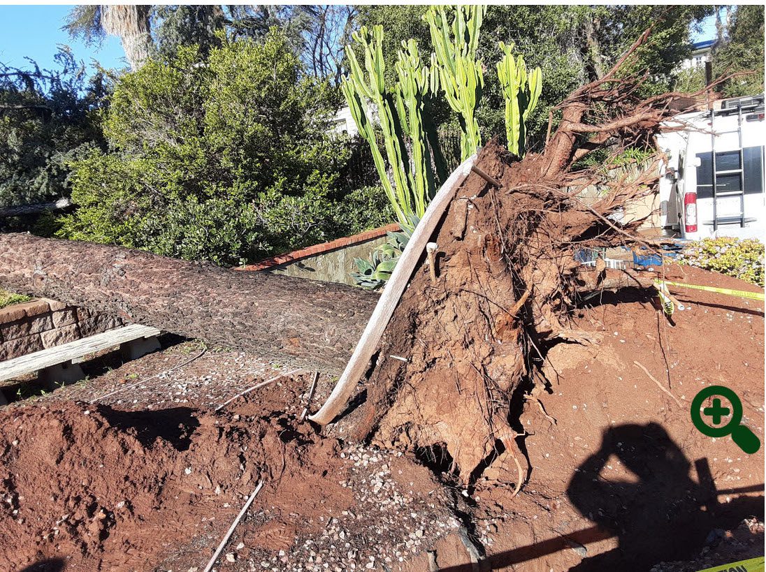 Andy's Tree Service - Expert Tree Trimming And Removal Service