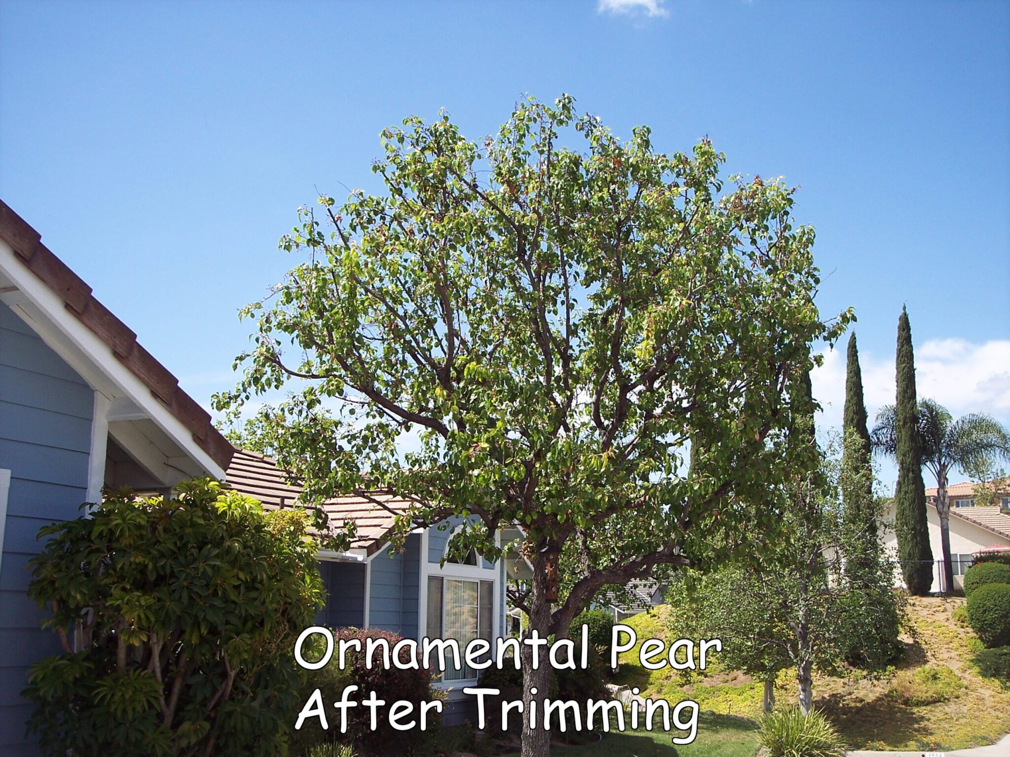 Andy's Tree Service - Best Tree Trimming And Removal Service