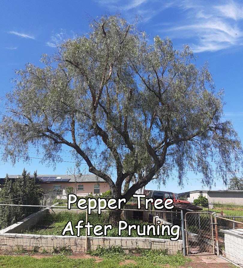 Tree Pruning - Andys Tree Service