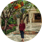 Palm Tree Trimming - Andys Tree Service